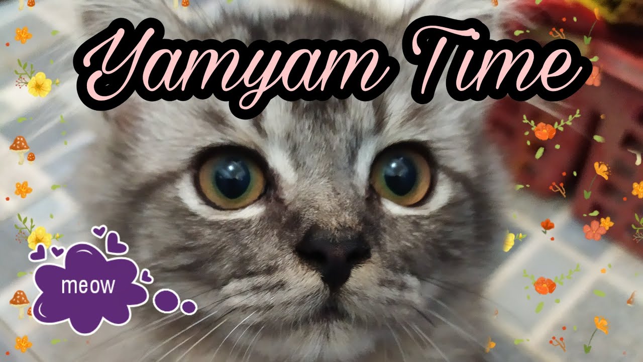 Vlog#23 it's Yam yam time// cat's playing - YouTube