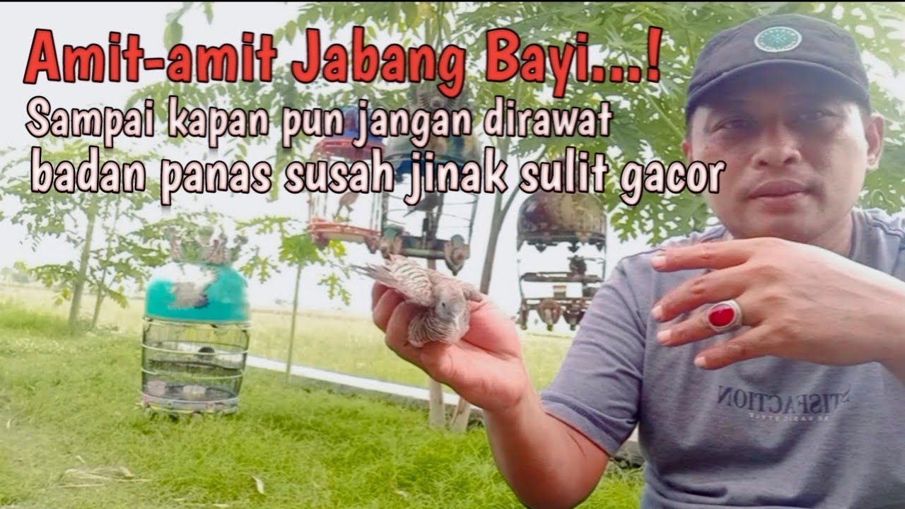 Amit-Amit Jabang Bayi!!! Jangan Di Rawat Perkutut Badan Panas 🔥Susah jinakTidak bisa gacor - YouTube