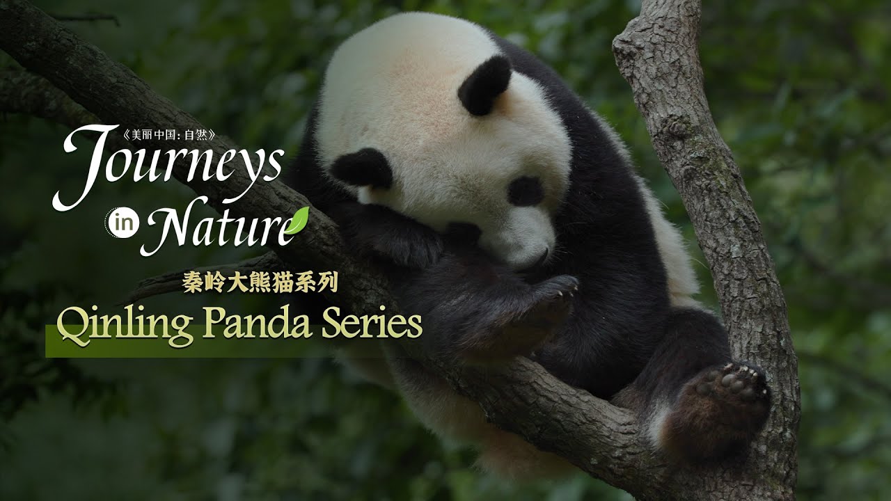 Qinling Panda Series Ep. 2: Who wears the hypno crown in lush forest ...