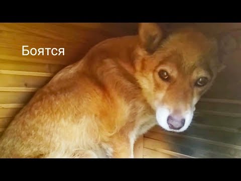 Реакция собак на грозу и дождь!