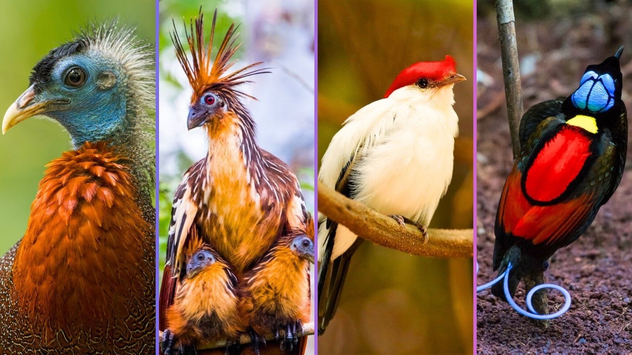 Top 8 Strangest Birds in the World - YouTube