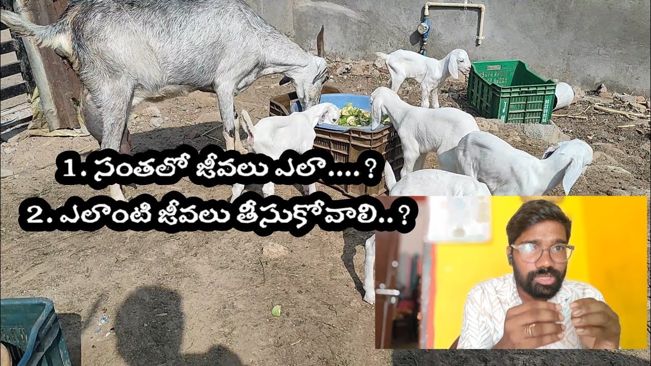 Goat farming for beginners | full information part - 4 | My farms - YouTube