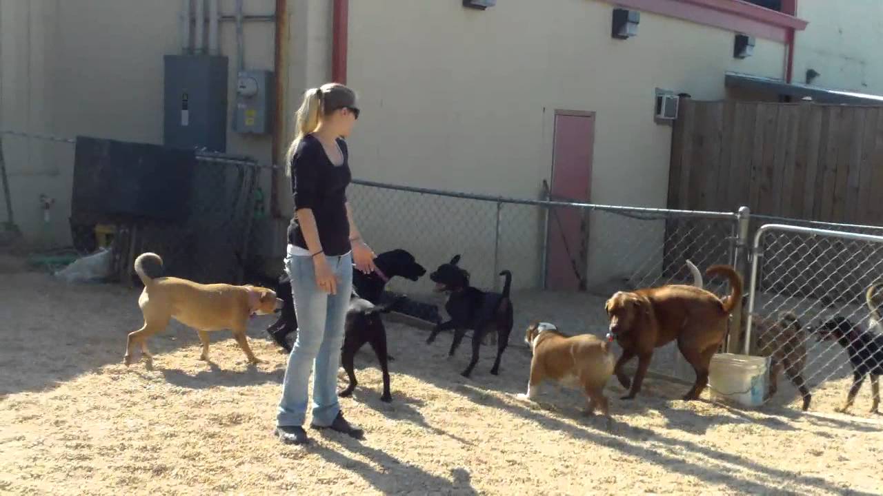 Leo, Dax, Duke, Walter, Halas!!! - YouTube