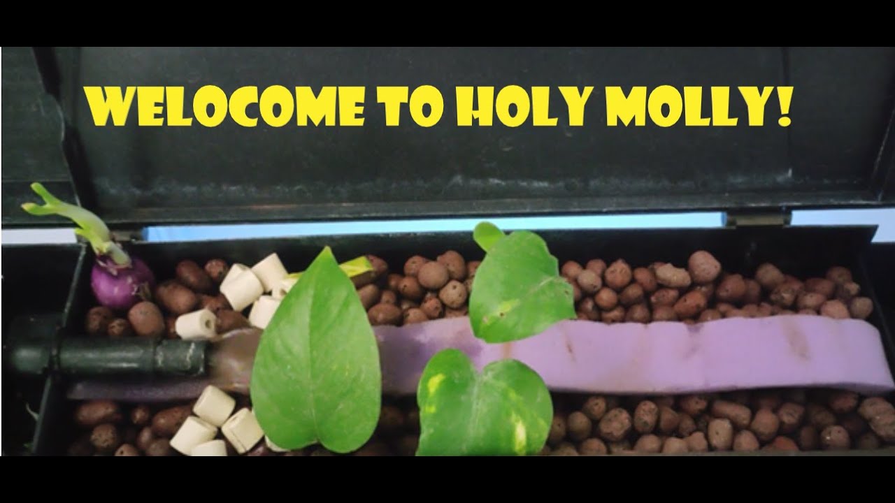 Holy Molly | Welcome to Holy Molly! | Video #1 - YouTube