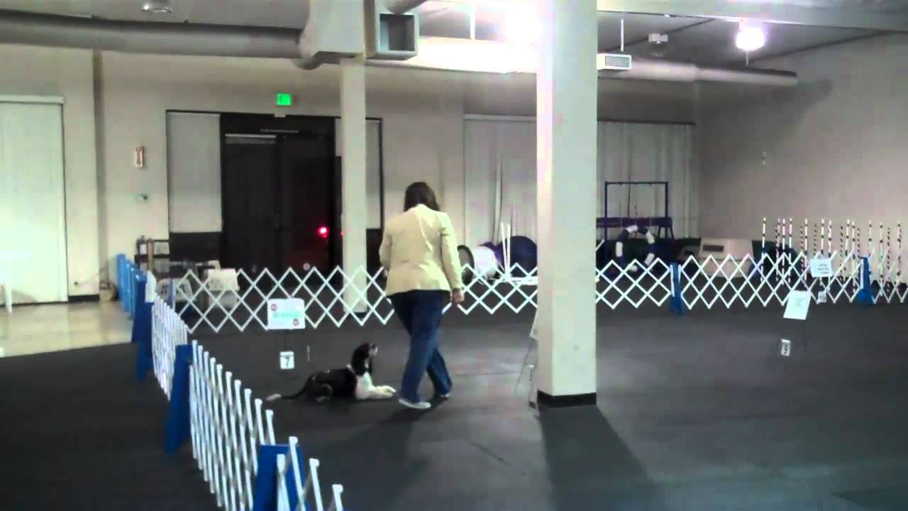 Jester Cocker Rally - APDT Rally Level 3 2nd Q - YouTube