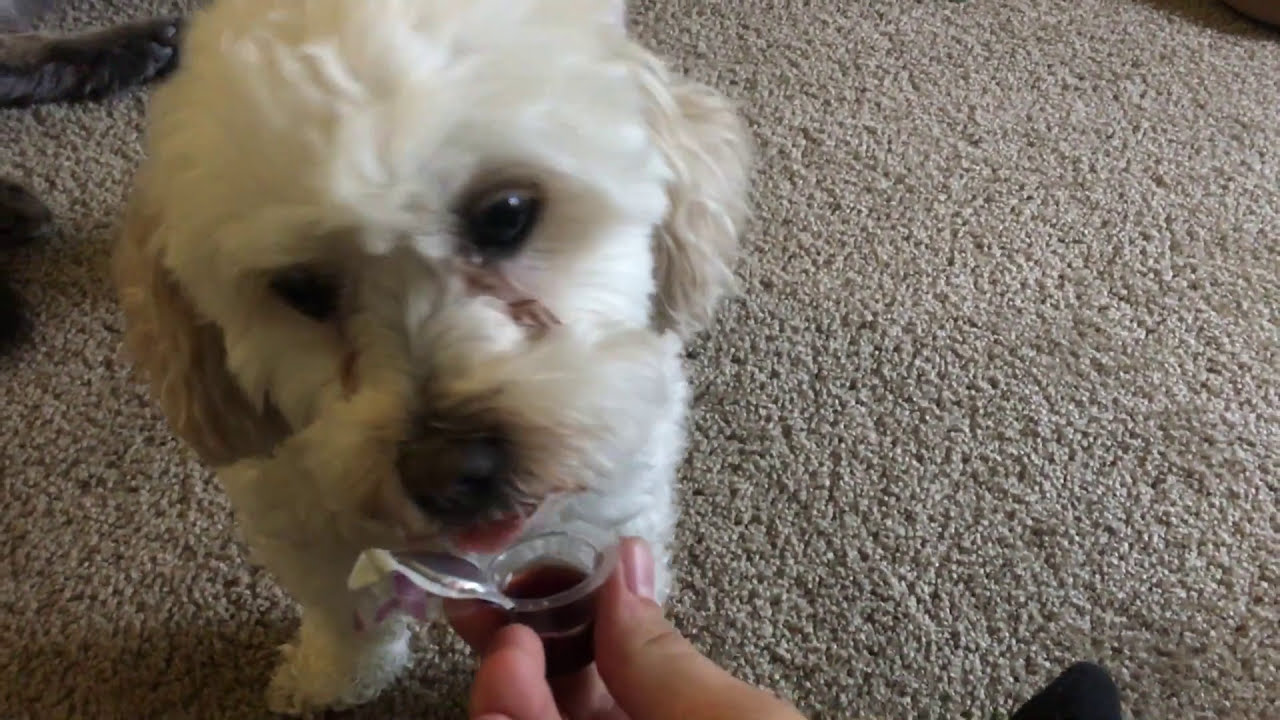 Dog Takes First Communion - YouTube