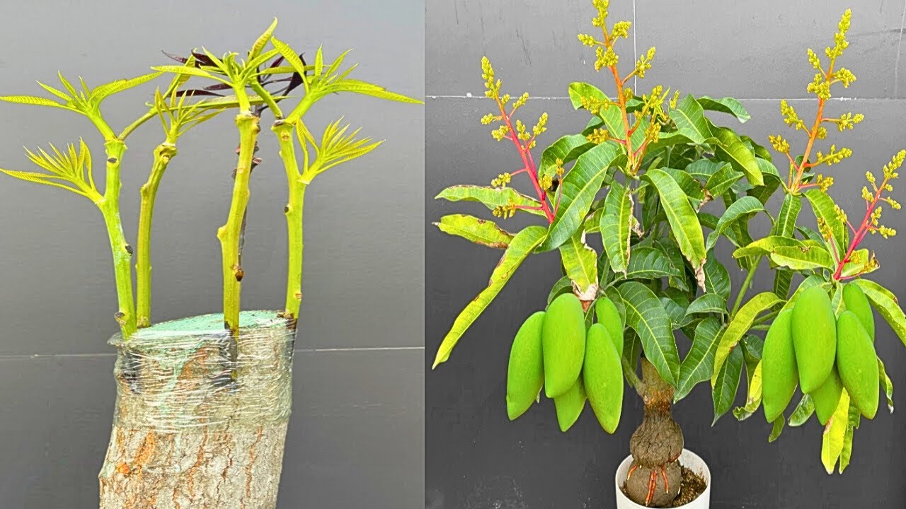 5 Multiple Grafting On One Mango Tree | How To Grow Mango Tree From ...