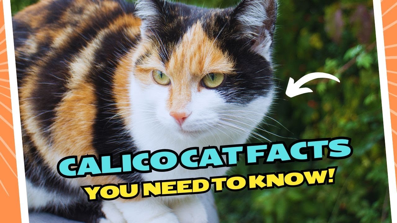 7 Things You Didn't Know About Calico Cats! (amazing!) - YouTube
