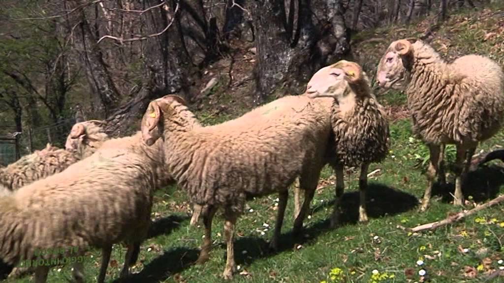 LA RAZZA GARFAGNINA - YouTube