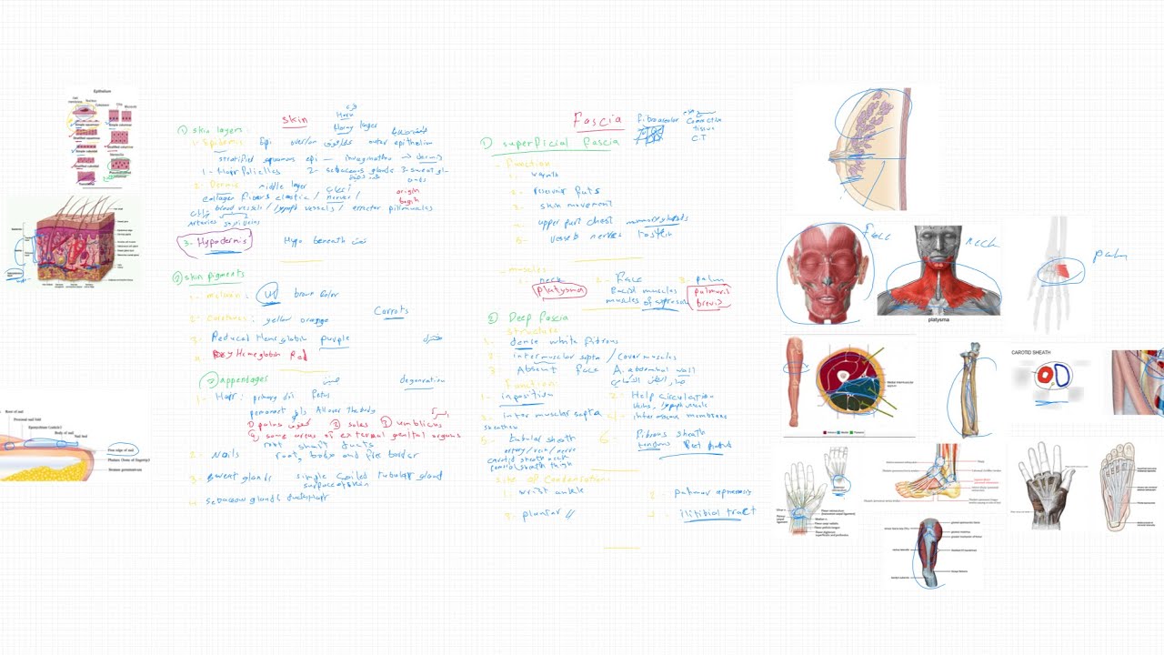 ANA (Anatomy) - Skin and Fascia - YouTube