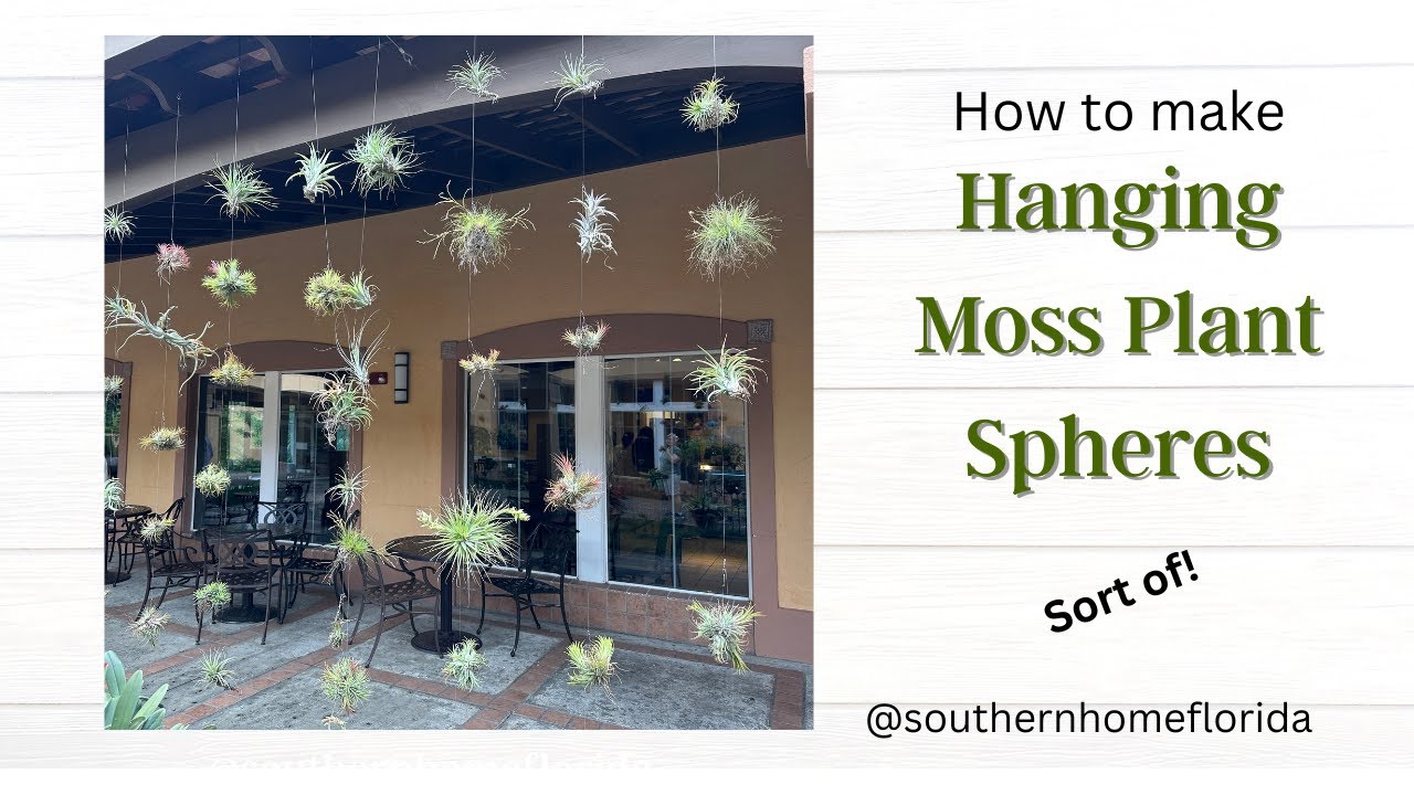 DIY Air plant Display | Styling Spanish Moss for porch decorating and ...