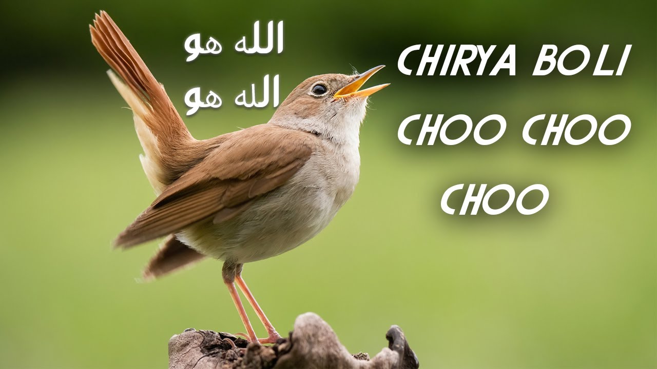 Chirya Boli Choo Choo chooo | Kids rhymes | kids poem | #kids #poem # ...