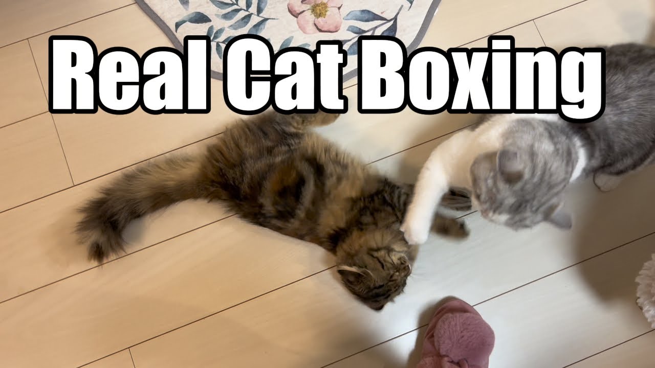 Real cat boxing - YouTube