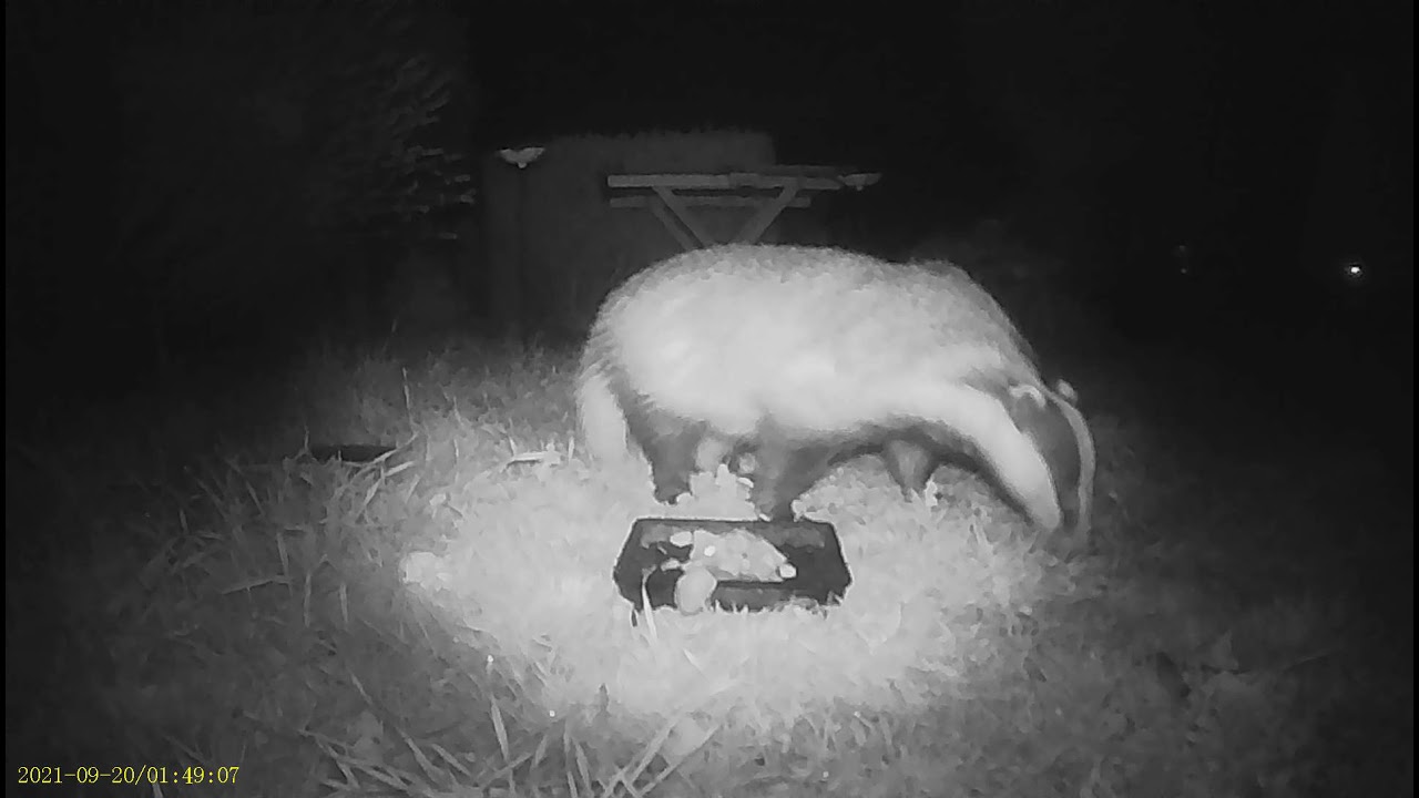 Barry Badger 20/9 1 - YouTube