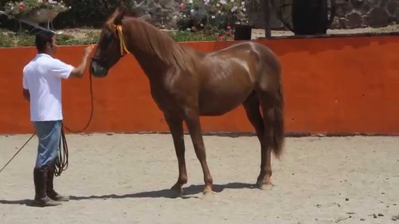 JETUDO ARL , SEMENTAL ESPAÑOL ALAZAN, CHESTNUT ANDALUSIAN - YouTube