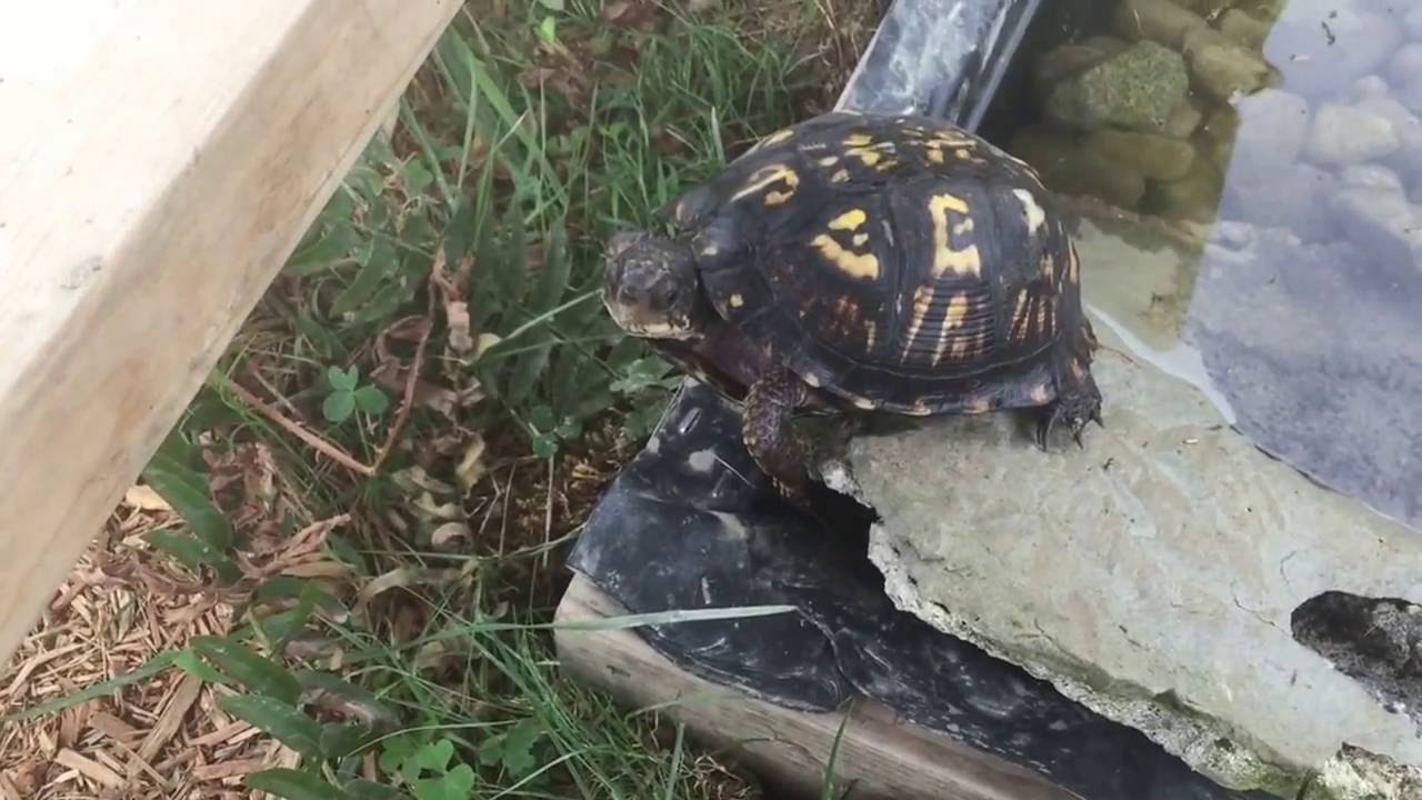 New arrival PLUS eastern box turtle habitat. - YouTube