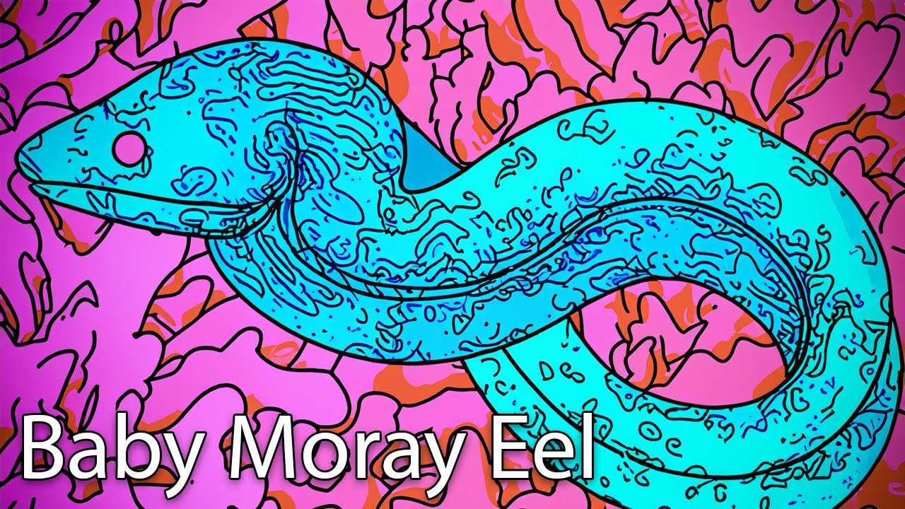Baby Moray Eel - YouTube