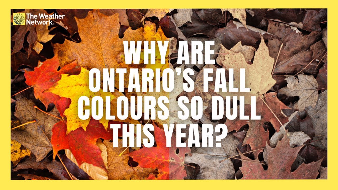 Ontario's Fall Colours Are Looking a Little Dull This Year, Will We ...