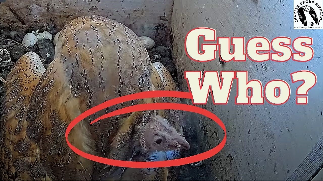 Peek-A-Boo: Barn Owl Nestling Pops Out to Say Hello! So CUTE - YouTube