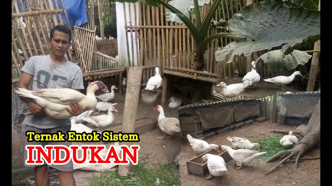 Ternak Entok Sistem Indukan || Peluang Usaha || Usaha Skala Rumahan ...