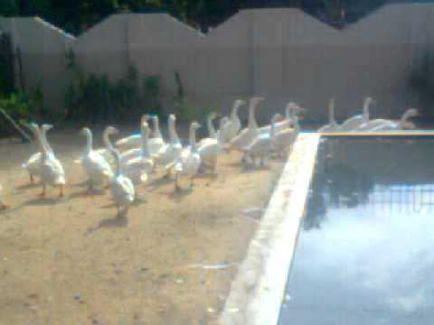 Goose farm - YouTube