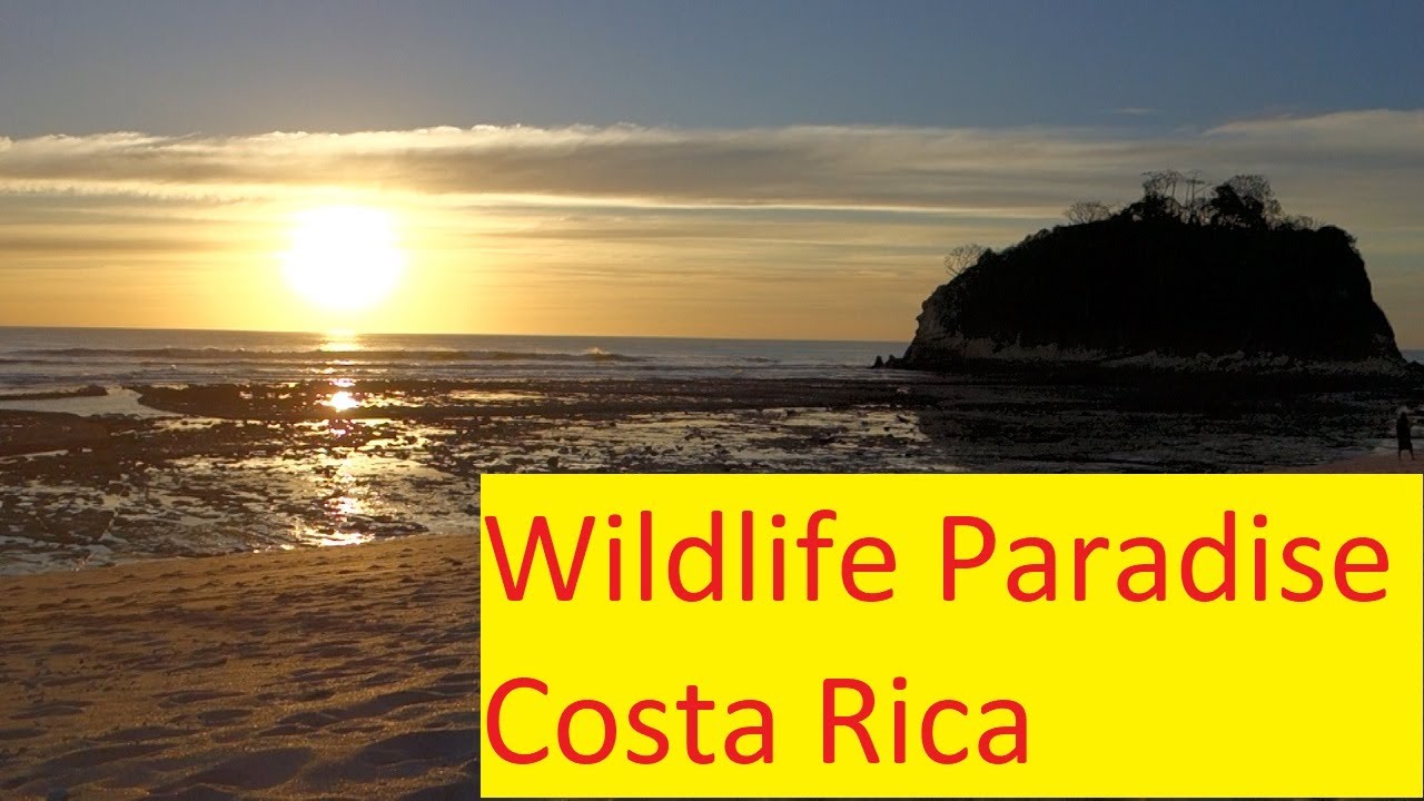 Costa Rica - Natural sights and sounds of coastal wildlife. - YouTube