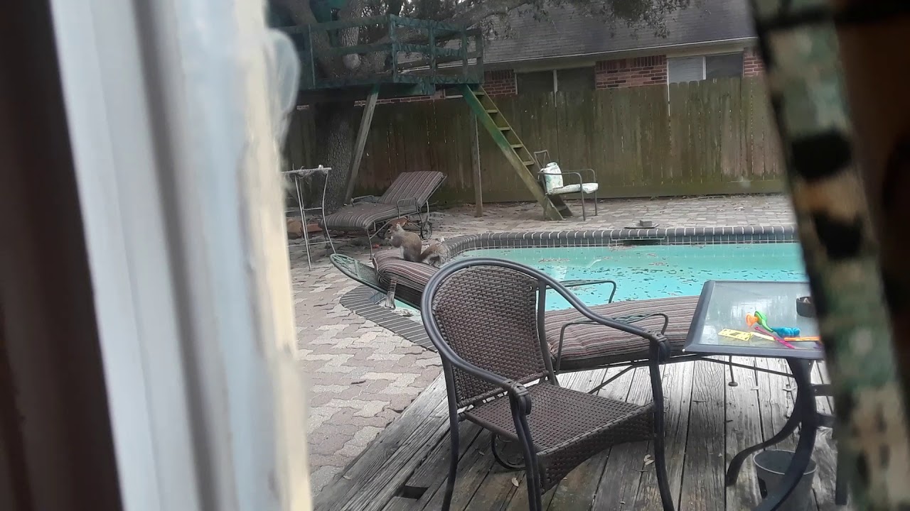 Sandy cheeks is eating nuts in my backyard - YouTube