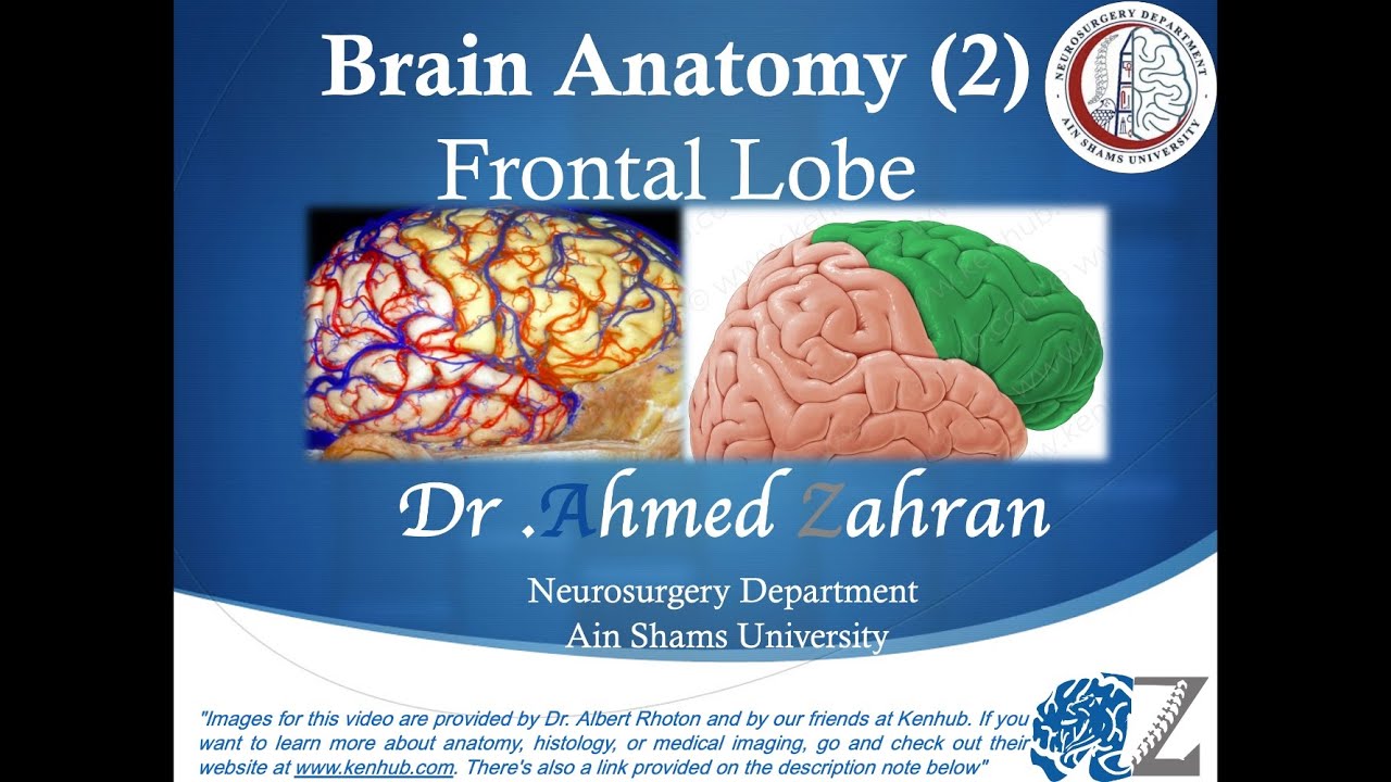 Brain Anatomy (2): Frontal Lobe - YouTube