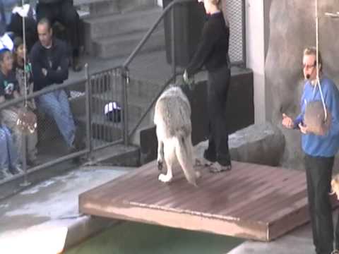 Akila the Timber Wolf - YouTube
