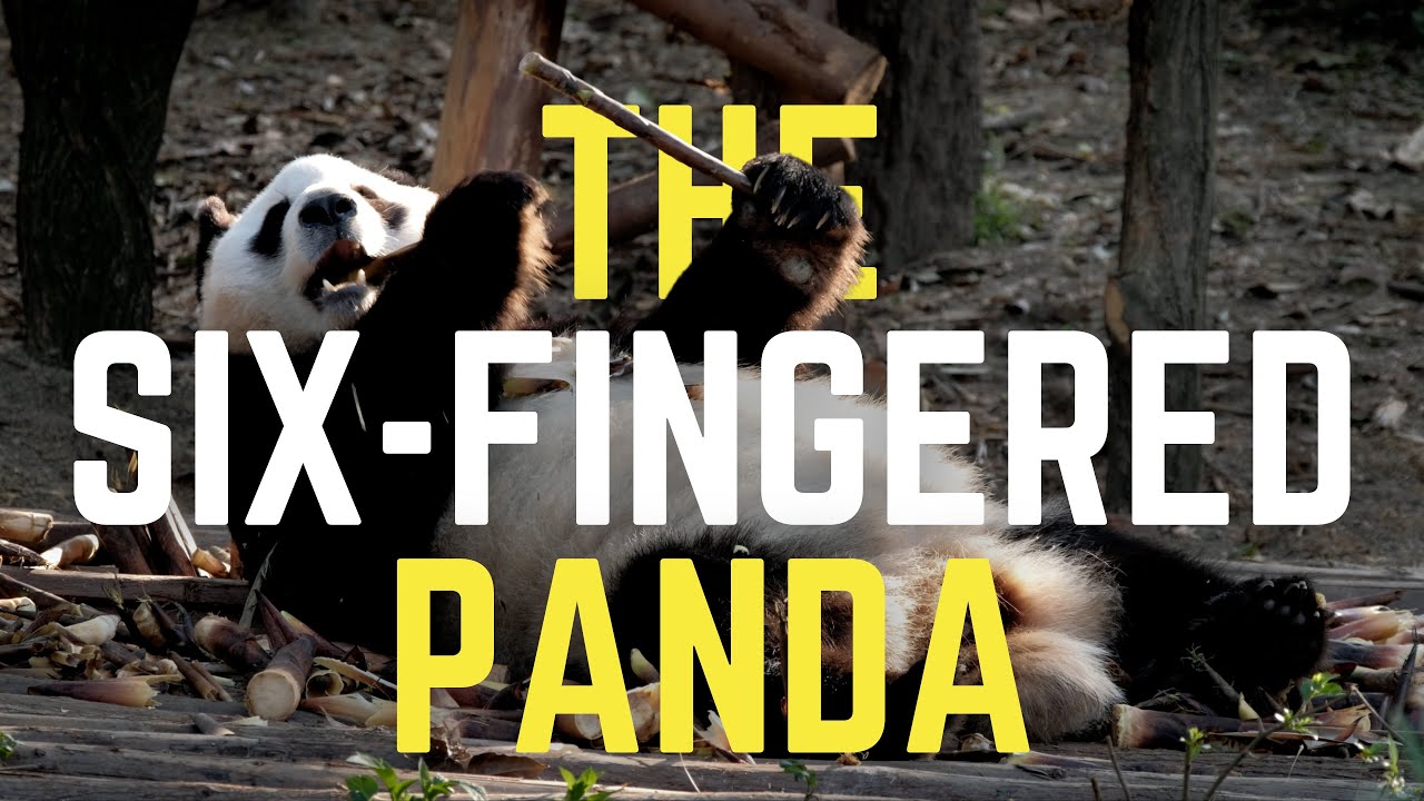 Did the Panda’s “Thumb” Evolve That Way or Was It Designed? - YouTube