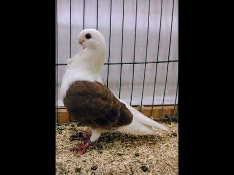 GERMAN SHIELD OWL - M.R.K PET'S - YouTube