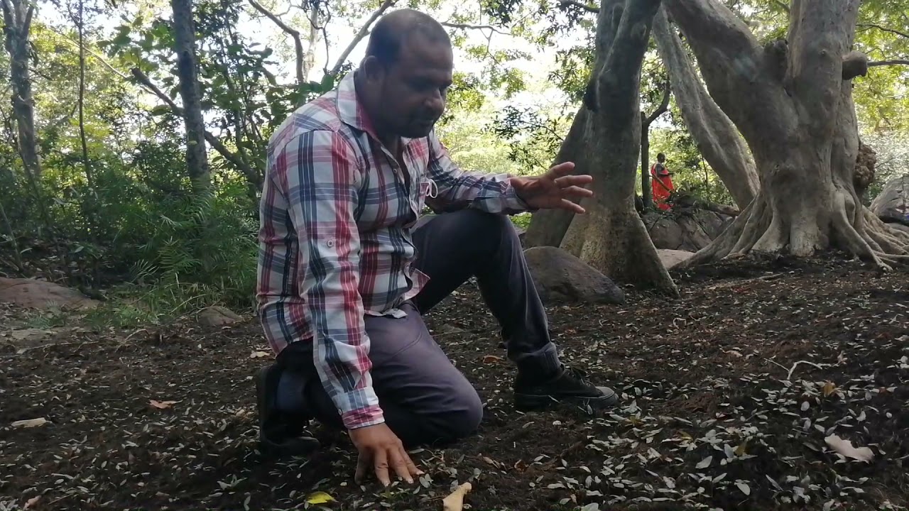 One story of kumbuk tree | Heritage Media - YouTube