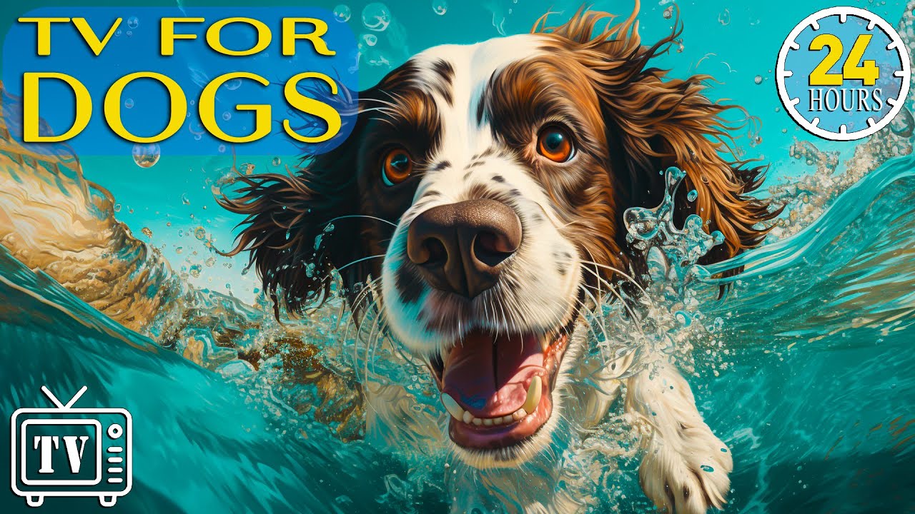 24 Hours of Music for Dogs with Anxiety: TV for Dogs & Videos to ...