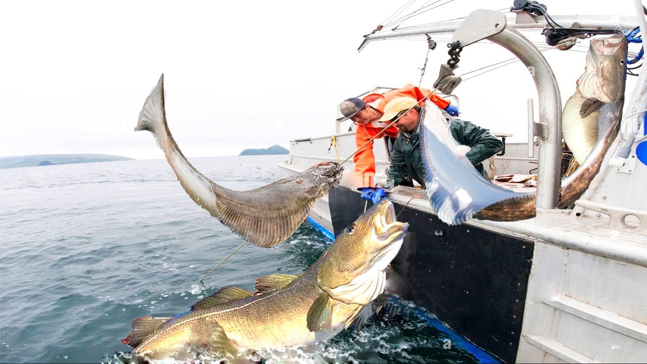 longline fishing, Commercial Fishermen Fishing Vessel - Catch a lot of ...