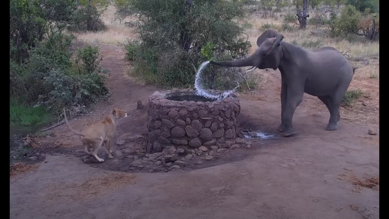 Ellie chases lioness - Naledi Dam - africam - explore.org - YouTube