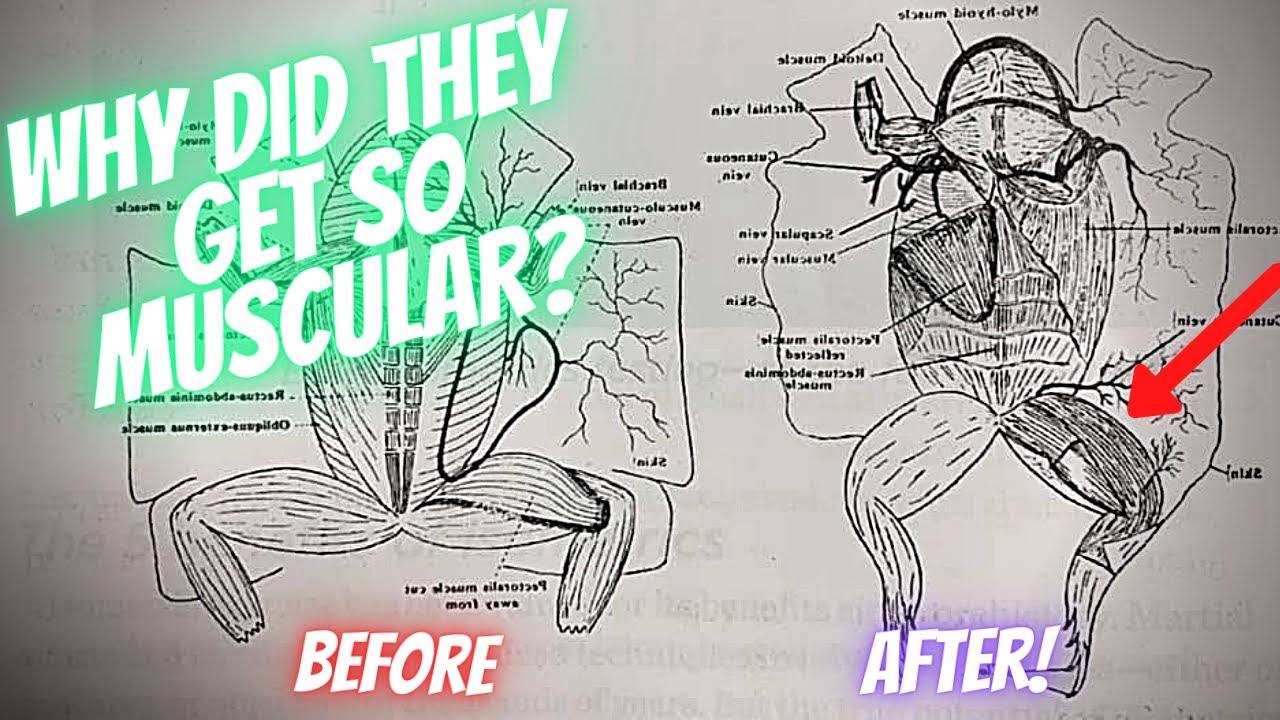 The Springfield Frog Isometric Experiment (Isometrics at its finest ...