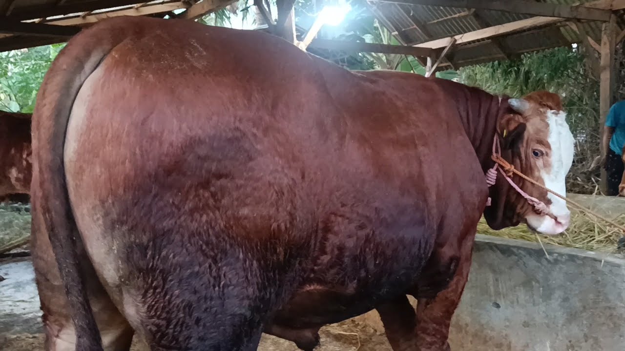 calon sapi jumbo⁉️kandang sederhana sapi bakalan super calon 1ton up‼️ ...
