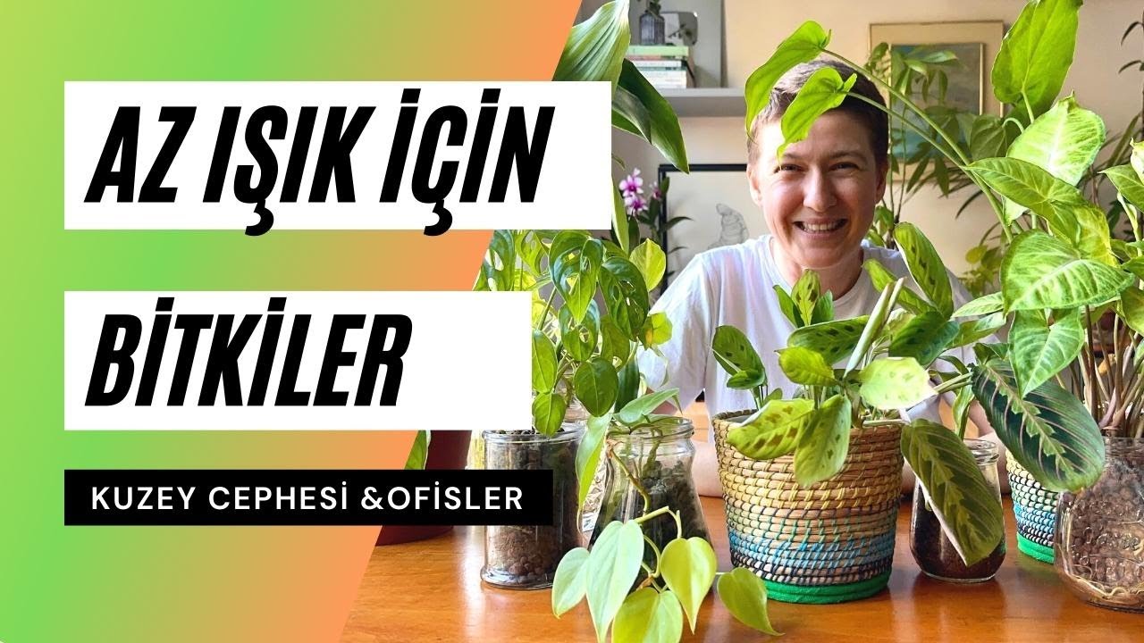 Az Işık Alan Yerler İçin Bitkiler | Kuzey Cephesi ve Ofisler İçin Bitki ...