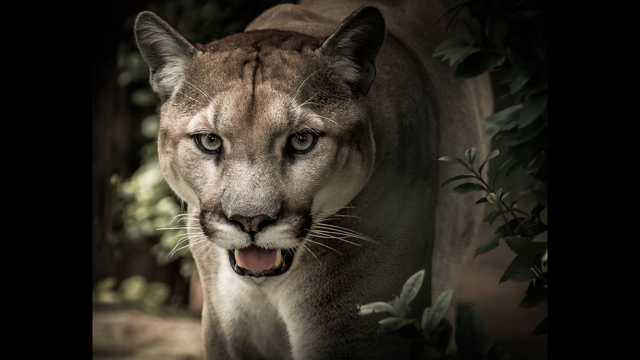 Puma , Datos, Características, Corto Documental. - YouTube