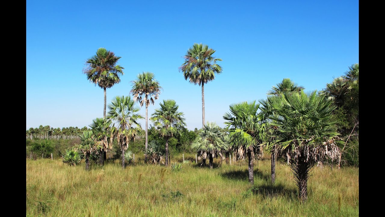 El Gran Chaco - YouTube