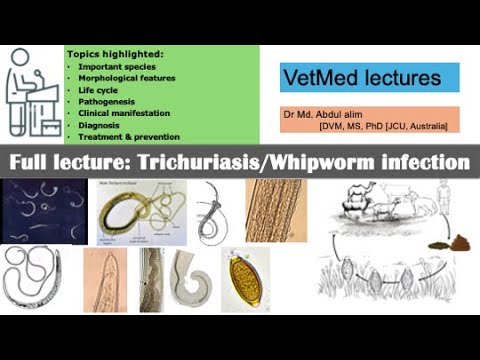 Trichuriasis or whipworm or infection in animals and humans explained ...