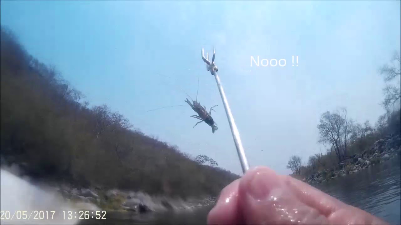 Pesca de Chacal o Gamba de Río. - YouTube