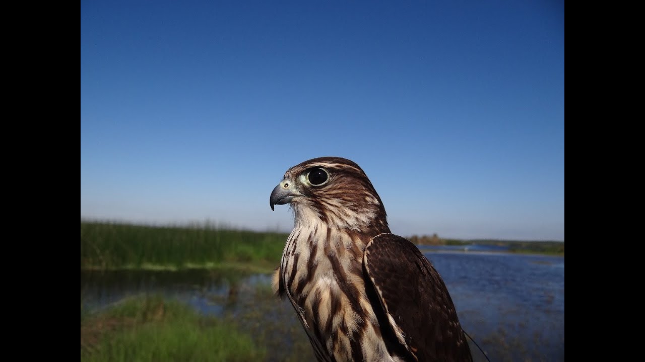 Merlin Hunting | Primitive Tim - YouTube