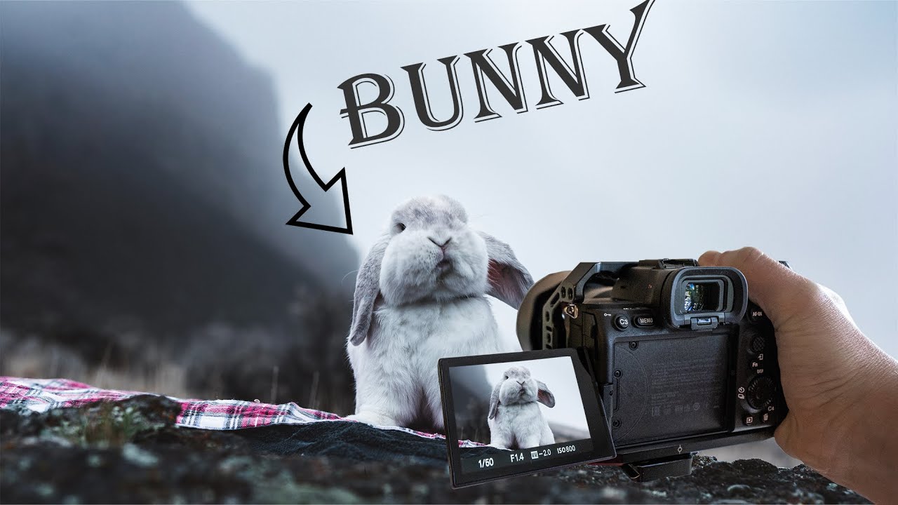 How to take pictures of a bunny🐰 | Pet photography tutorial - YouTube