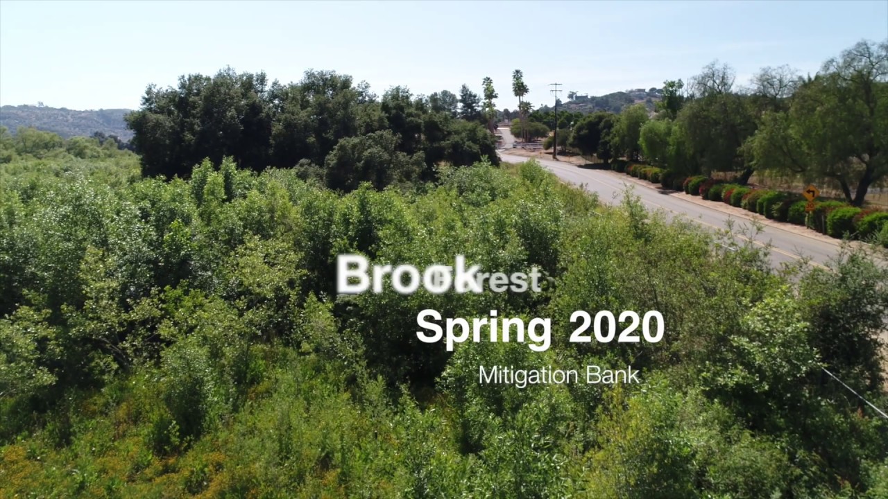 Brook Forest - Spring 2020 - YouTube
