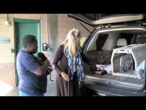 Shannon von Roemer-Rescuer-Bark n' Bitches