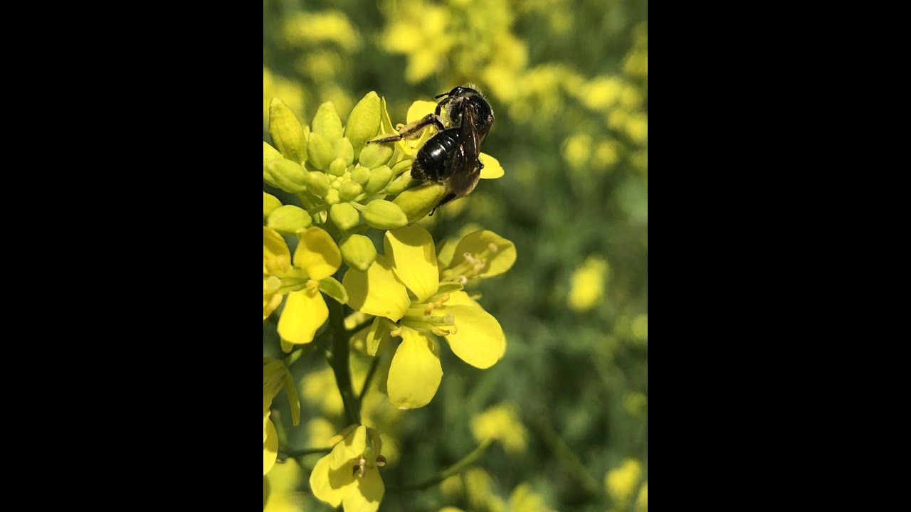 Intercropping A Great Combination YouTube intercropping-a-great-combination-youtube