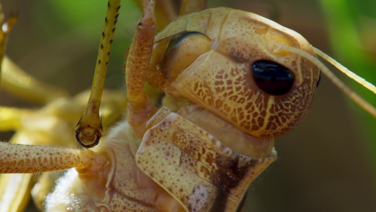 蝗虫 The locusts disaster 灾难 每天吃掉四万吨的庄稼 自古以来多少艰苦的农民流泪了！ - YouTube