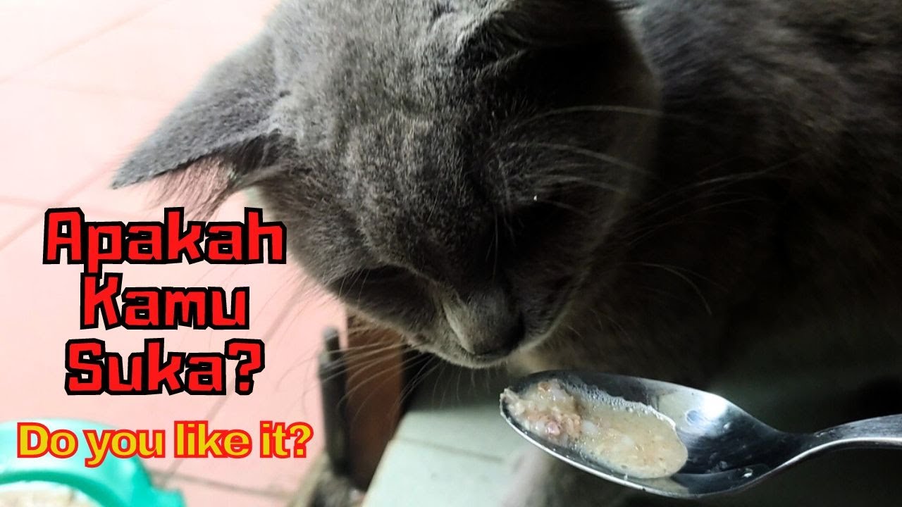 Ini yang terjadi dengan dua kucing ketika saya menyuapi makanan kucing ...