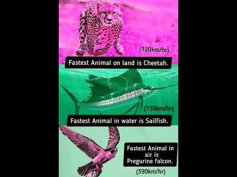 Fastest animal in every environment from the Wonder of Nature🤔 #cheetah ...